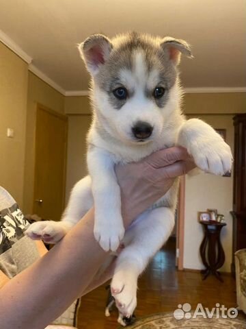 Щенки хаски