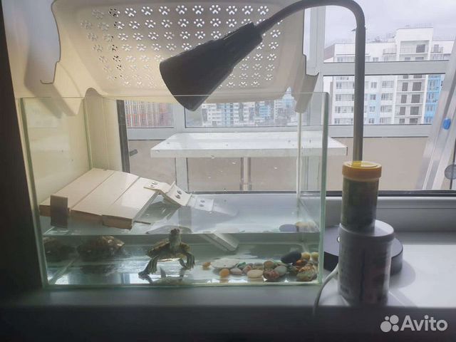 Продам черепашек полный комплект