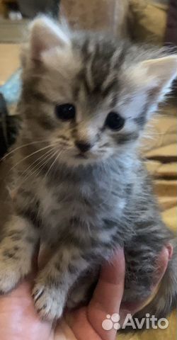 Очаровательная маленькая кошечка