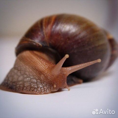 Улитка с контейнером/домом