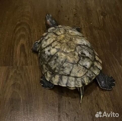 Черепаха