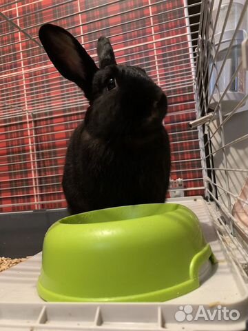 Карликовый кролик