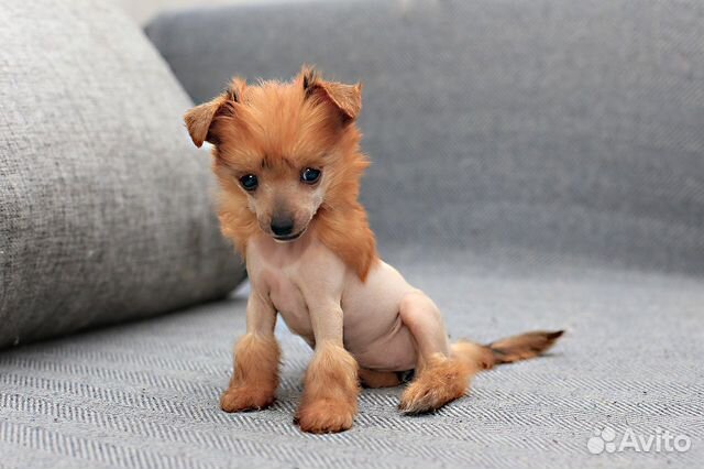 Масяня хохлатая собачка