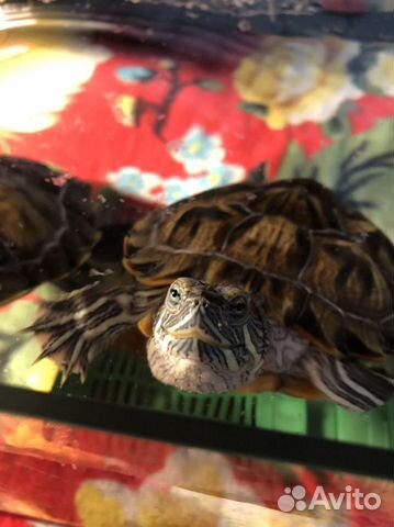 Красноухие черепашки