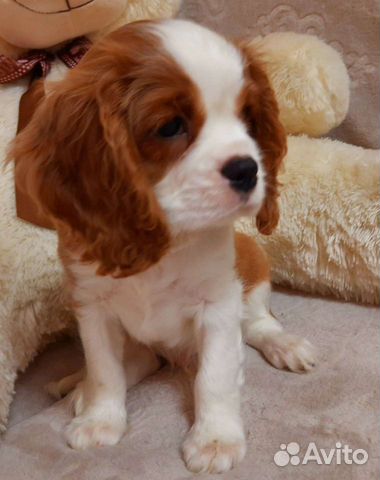 Кавалер кинг чарльз спаниель