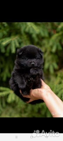 Черный щенок