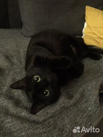 Черная кошка Малышка ищет дом