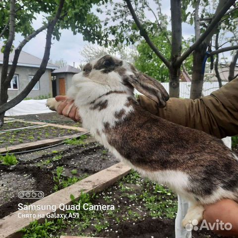 Кролики мясных пород