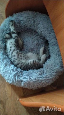 Продам котёнка. Возраст 3 месяца