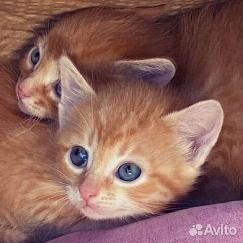Котята в дар 1-1,5 мес