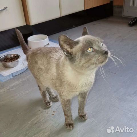 Тайский котв добрые руки