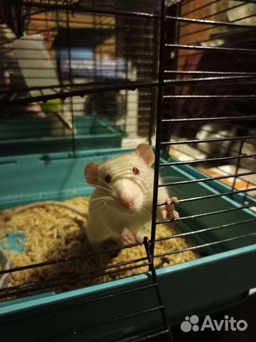 Декоративные крысы с клеткой