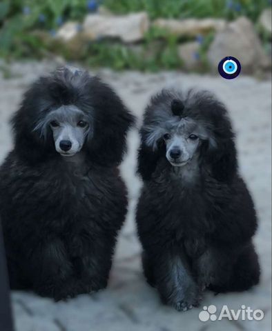 Щенки той пуделя