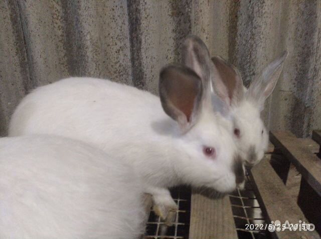 Продажа кроликов