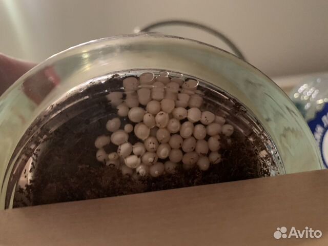 Яйца улиток ахатин