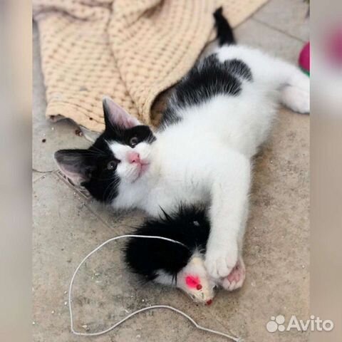 Котёнок, чудо малышка Мила ищет семью