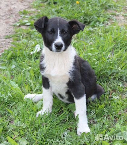 Щенок в дар