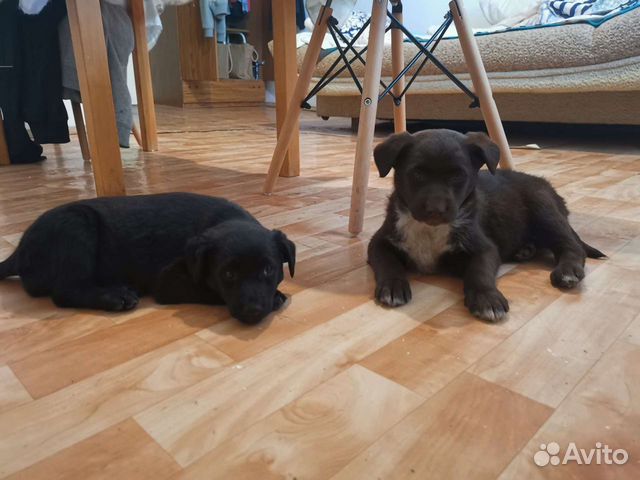 Щенки лабрадора в добрые руки