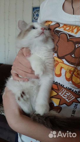 Рэгдолл котенок