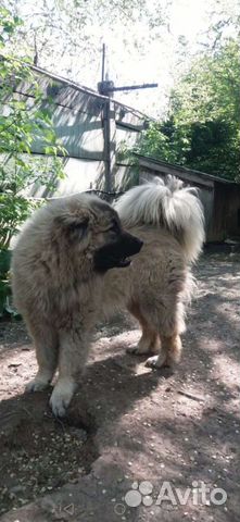 Кавказская овчарка