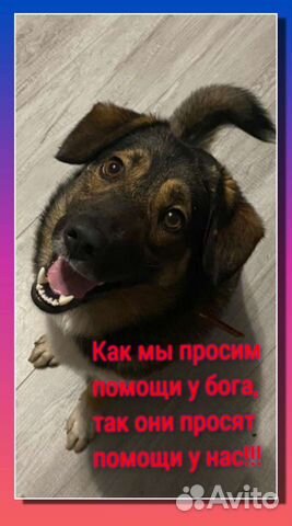 Собака