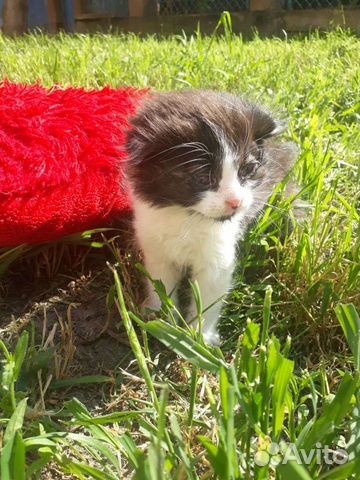 Кошечка 1, 5 мес