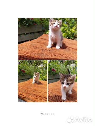 Красивые котята,выброшенные в поле на смерть