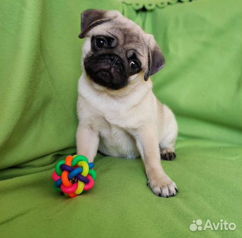 Щенок мопса