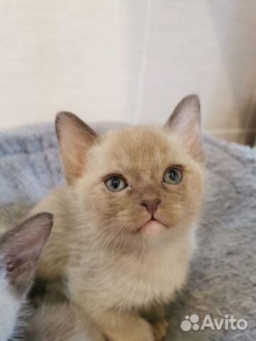 Бурманские котята