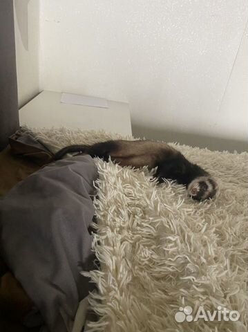 Хорек с клеткой