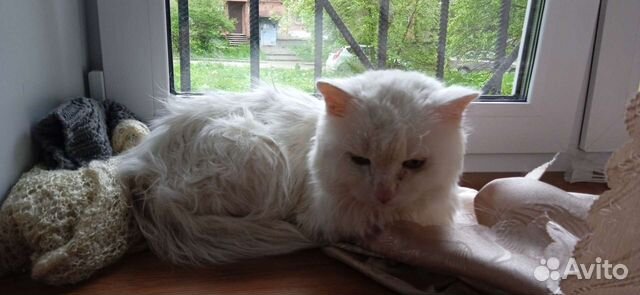 Сибирская ангора