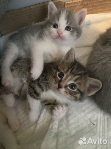 Котята