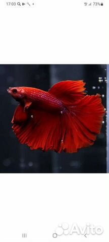 Аквариум в комплекте и рыбка красный петушок