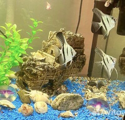 Бронь. Аквариумные рыбки бесплатно