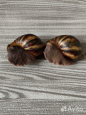 Marginata ovum/маргината овум