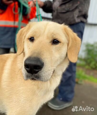 Метису лабрадора не место в приюте