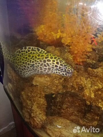 Сетчатая мурена Крылатка