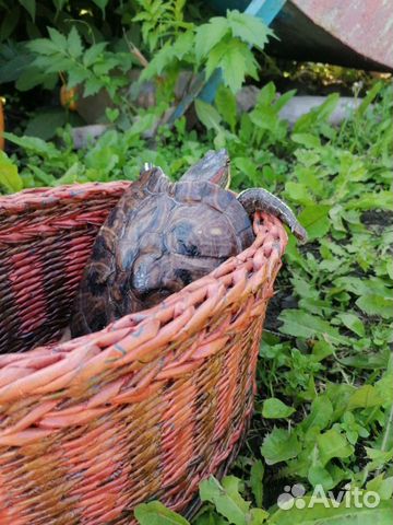 Красноухая черепаха с аквариумом