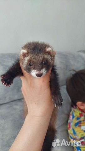 Хорек с клеткой