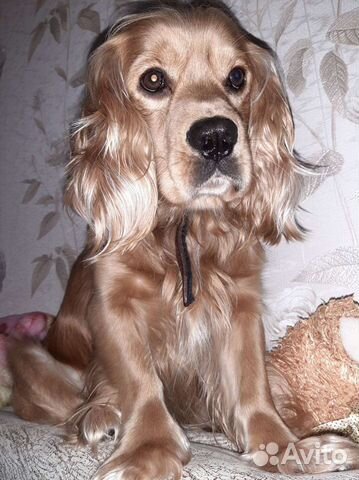 Кокер спаниель