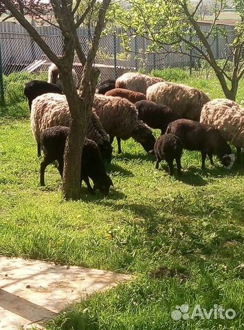 Продаю овец с ягнятами
