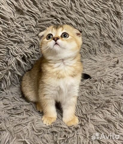 Шотландские золотые кошечки