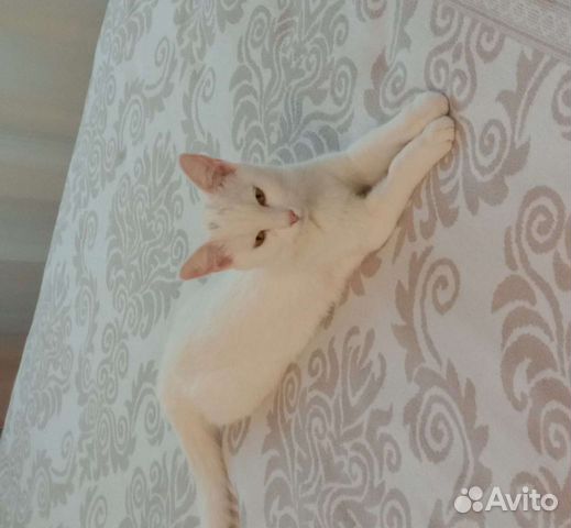 Отдаю в добрые руки,кошечку Асю