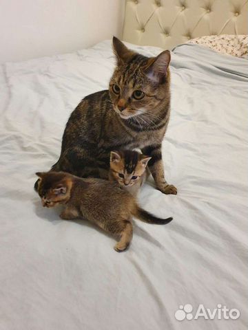 Аббисинские+курильский бобтейл котята