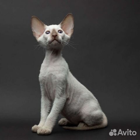 Котята Петерболд