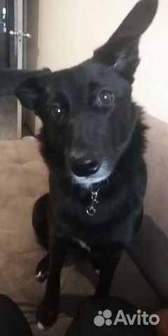 Безпородистая собака