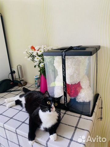 Котик мальчик 11 месяцев