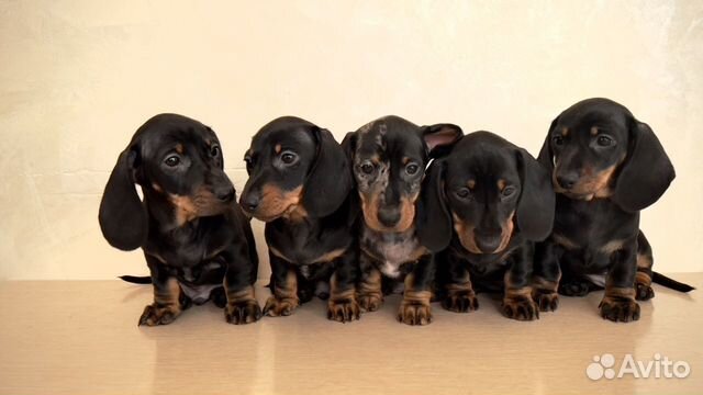 Щенки Кроличей Таксы