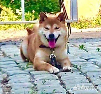 Сиба Ину.Вязка.Очень породный. РКФ