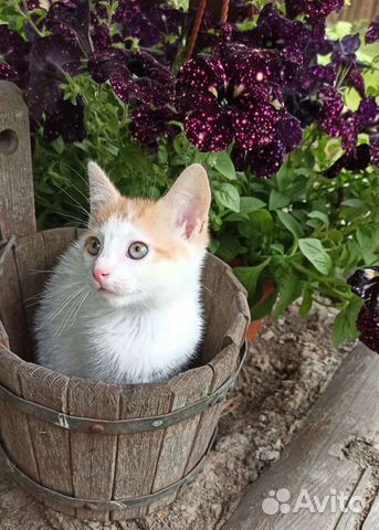 Котёнок мальчик